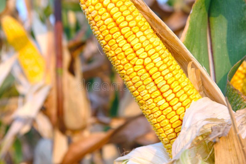 Ripe corn stock photo. Image of countryside, maize, food - 43751774