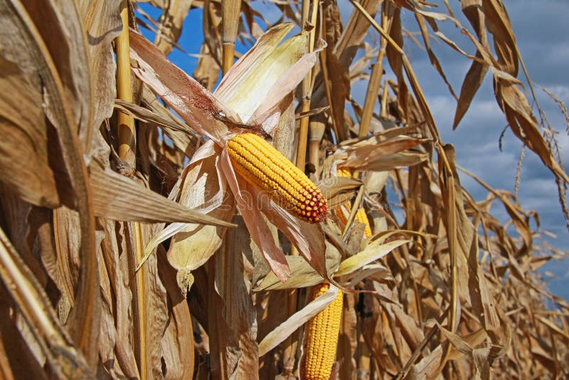 Ripe corn field stock image. Image of cereal, crop, environment - 3632633