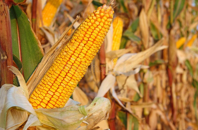 Ripe corn cob stock photo. Image of agronomy, garden - 138438874