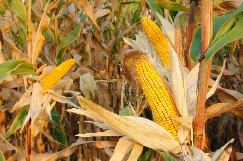 Ripe corn cob stock photo. Image of agronomy, garden - 138438874