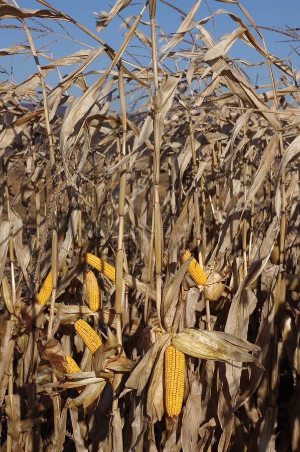 Ripe corn stock photo. Image of growth, fresh, grain - 47111504