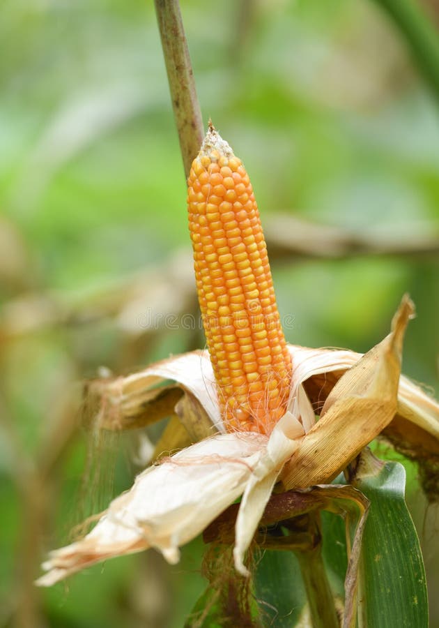 Corn Field stock image. Image of exterior, growing, corn - 99079895