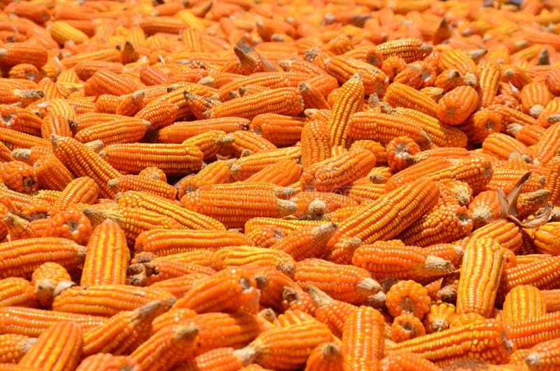 Harvested Maize Seeds are Dried in the Sun Stock Photo - Image of ...