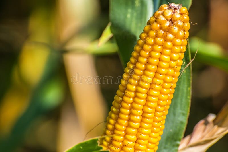33,857 Ripe Maize Corn Cob Stock Photos - Free & Royalty-Free Stock ... 33,857 Ripe Maize Corn Cob Stock Photos - Free & Royalty-Free Stock ...