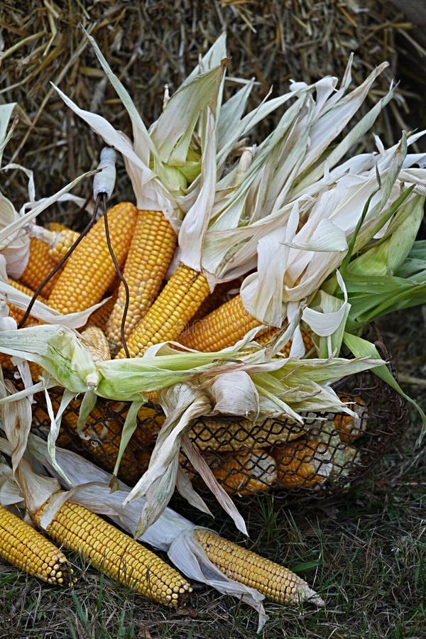 Ripe Corn Cob Metal Basket Stock Photos - Free & Royalty-Free Stock ...