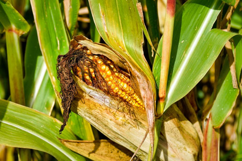 Ripe Corn Cob on a Corn Plant in a Field Stock Image - Image of closeup ...