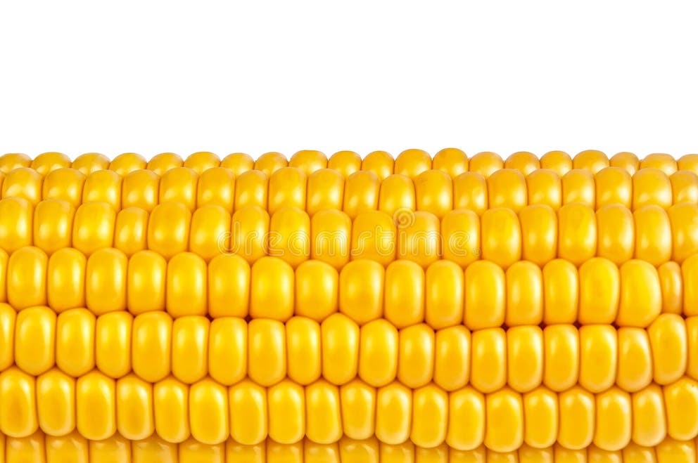 Ripe Corn Cob Texture on White Background Stock Photo - Image of ...