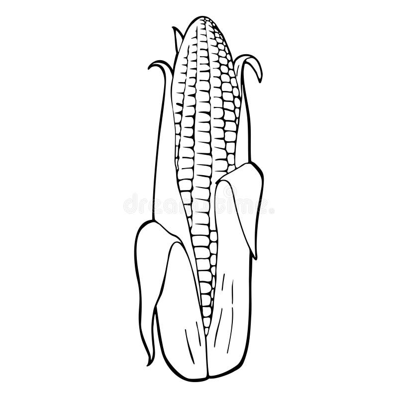 Open Corn Cob Stock Illustrations 122 Open Corn Cob Stock Illustrations Vectors And Clipart