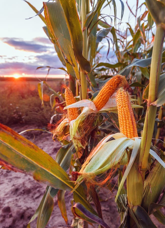 Dry and ripe corn plants stock image. Image of industry - 131399813