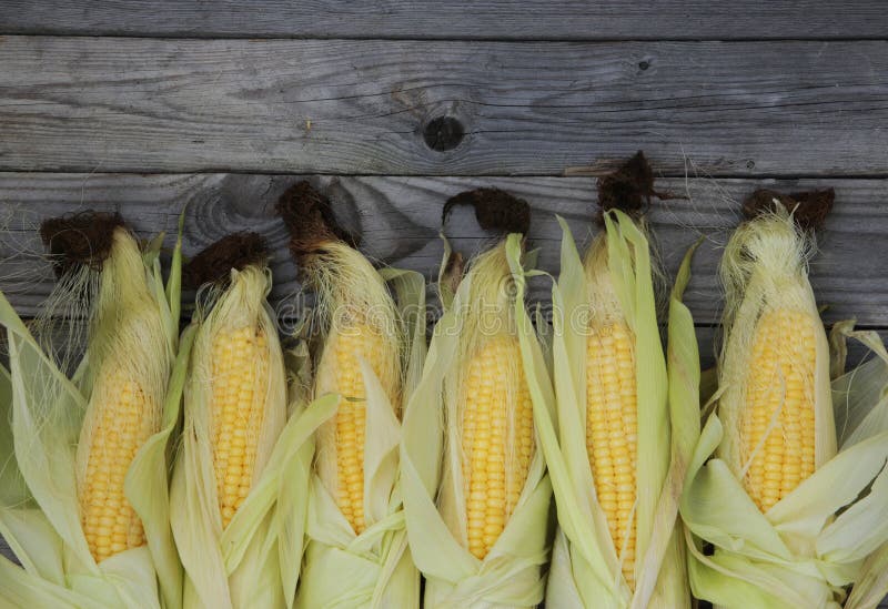 Ripe Corn Cobs Lie in a Row on the Wooden Table Stock Photo - Image of ...