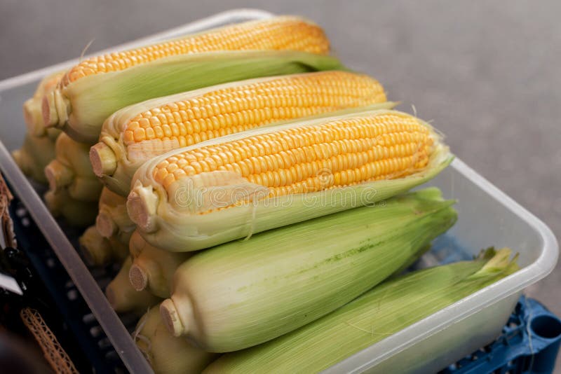 Ripe corn cobs stock photo. Image of plant, maize, agricultural - 259898618