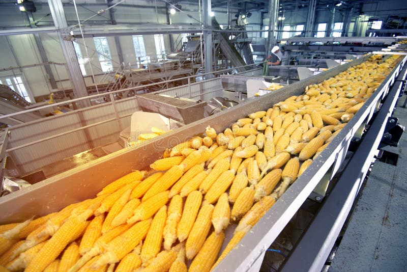 Ripe Corn Conveyor Processing Line Stock Photo - Image of industry ...