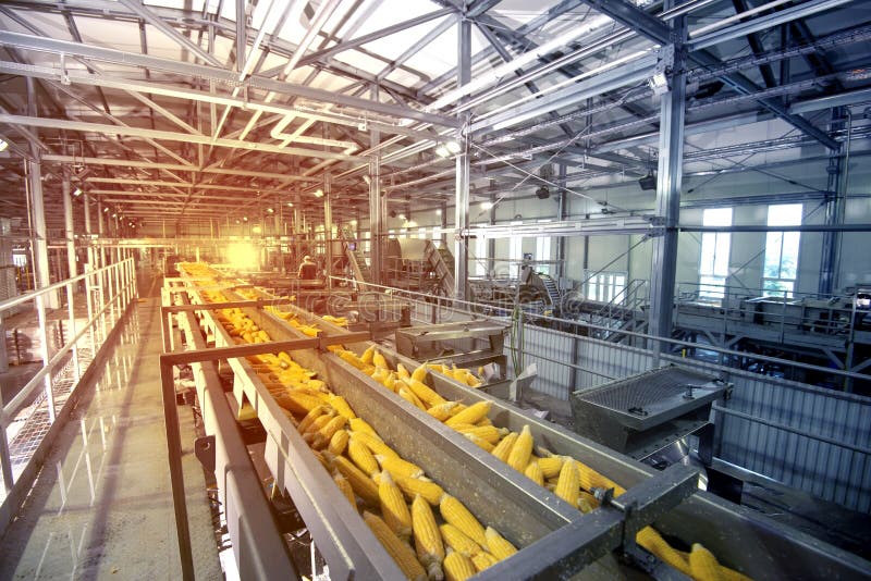Ripe Corn Conveyor Processing Workshop Stock Image - Image of industry ...