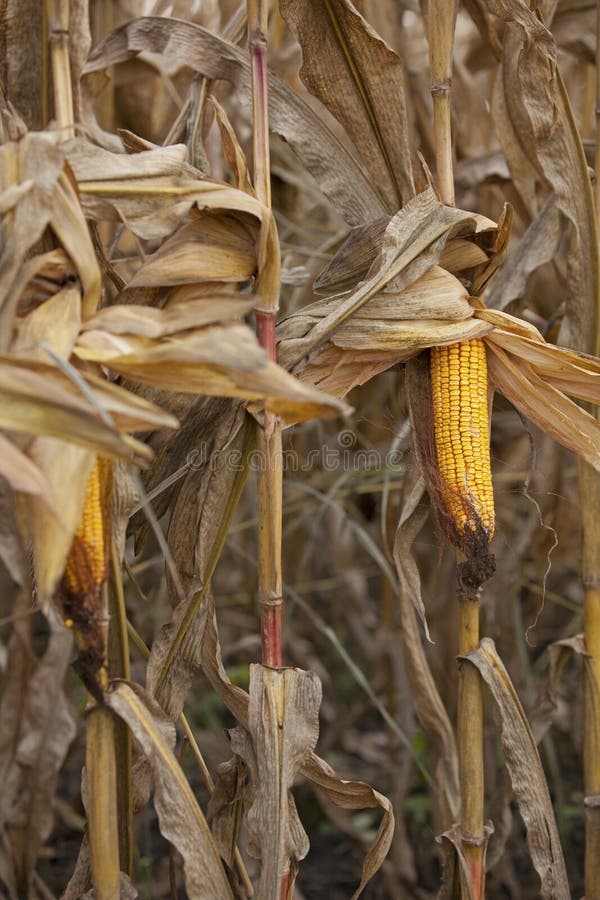 Ripe corn ears stock image. Image of agro, fresh, organic - 34375757