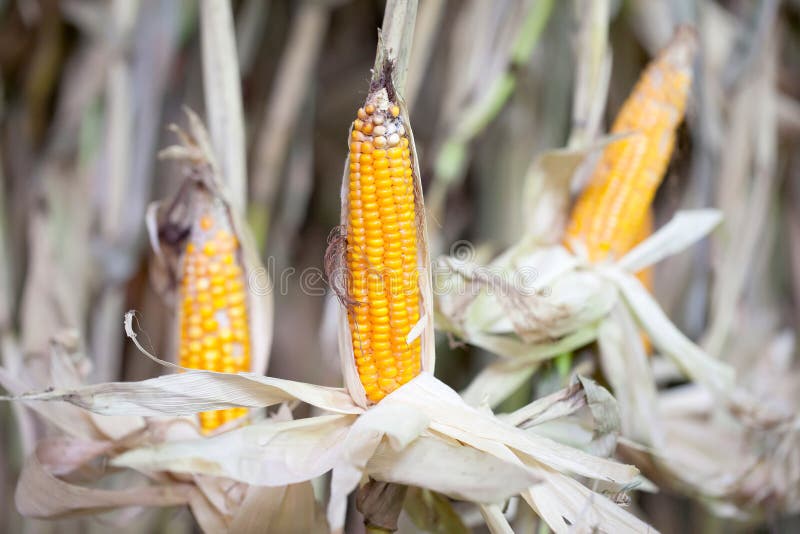 Ripe corn. stock photo. Image of crop, nature, husbandry - 48688218