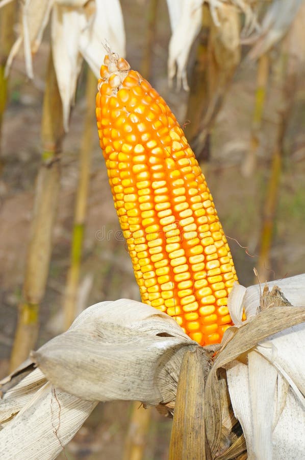 Ripe Corn stock photo. Image of healthy, crop, farm, maize - 48808462