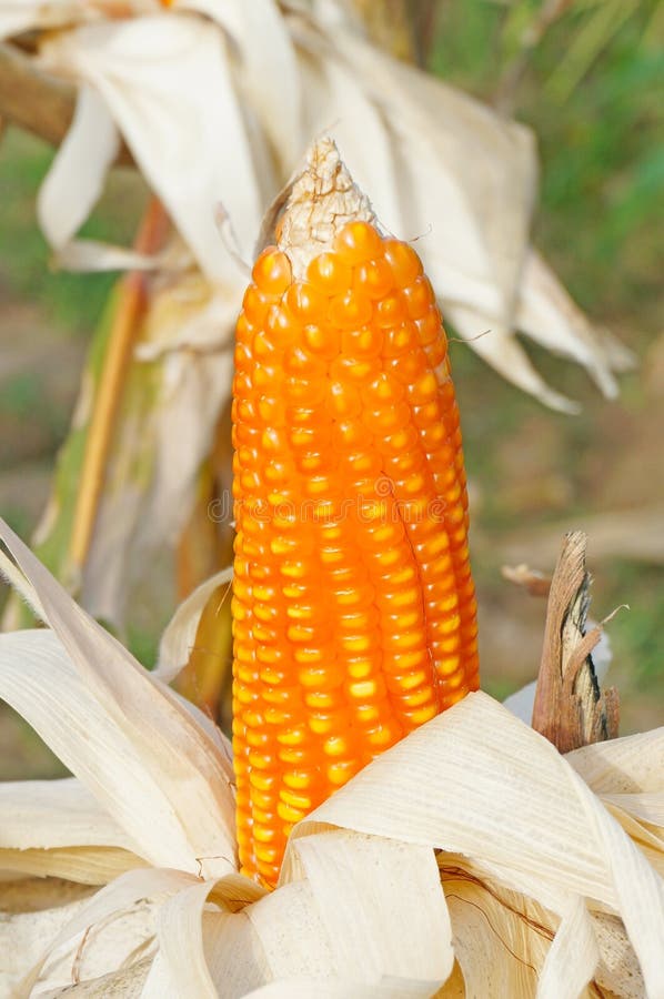 Ripe Corn stock image. Image of field, crop, nature, ripe - 48808737