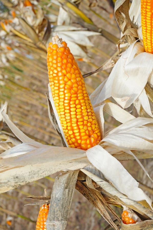 Ripe Corn stock photo. Image of industry, vegetable, healthy - 48808968