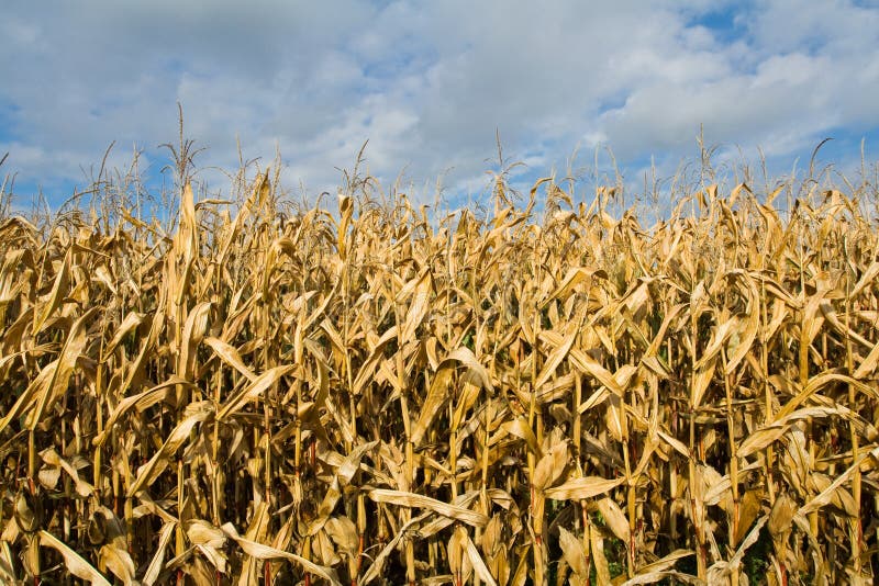 Ripe corn field stock image. Image of cereal, crop, environment - 3632633