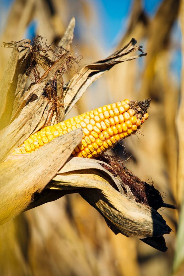 Ripe corn stock photo. Image of fresh, harvested, agronomist - 60373520
