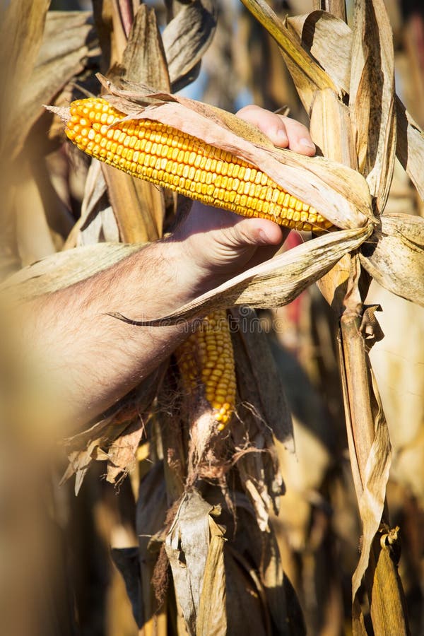Ripe corn stock photo. Image of growth, harvest, nature - 60470786