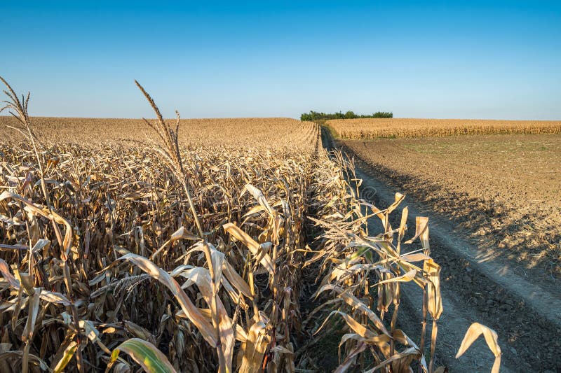 Ripe corn field stock photo. Image of growth, field, natural - 47736762