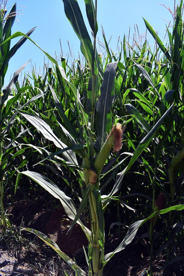 Ripe Corn in the Field of Farmland Wait for Harvest Stock Photo - Image ...