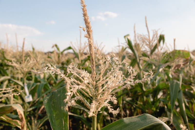 Ripe Corn Field. Summer August Stock Image - Image of harvest, grain ...