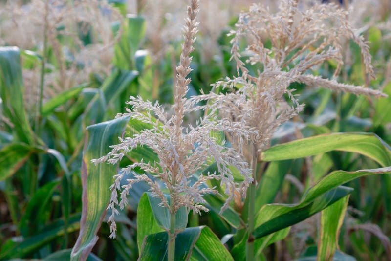 Ripe Corn Field. Summer August Stock Image - Image of seasonal, focus ...