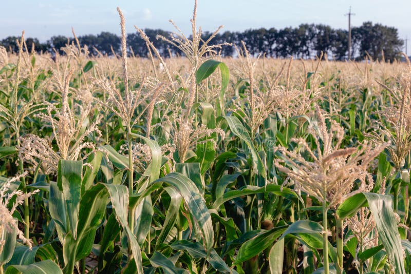 Ripe Corn Field. Summer August Stock Image - Image of august, healthy ...
