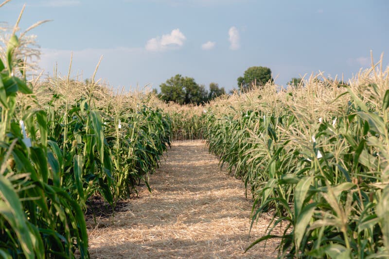 Ripe Corn Field. Summer August Stock Photo - Image of outdoors, green ...