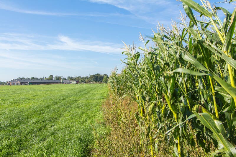 Ripe corn on a field stock photo. Image of gather, environment - 34539818