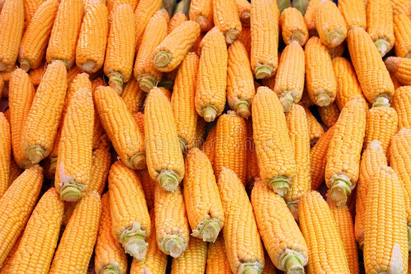 Corn Food of the Gods for Native American Peoples Stock Photo - Image ...