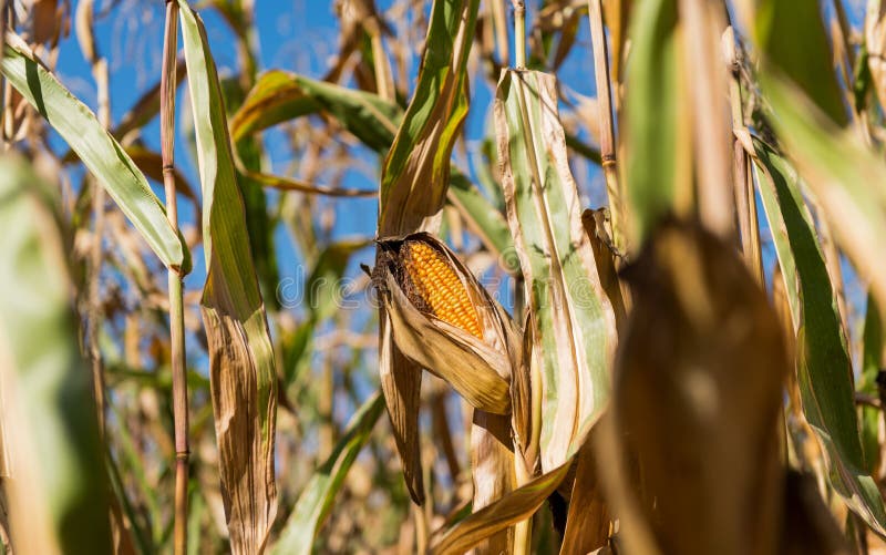 Ripe Corn Growing in the Field Stock Image - Image of nature, husbandry ...