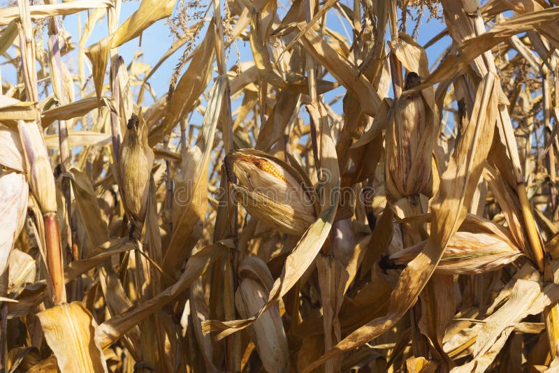 Ripe corn stock photo. Image of breeding, closeup, farming - 61058442
