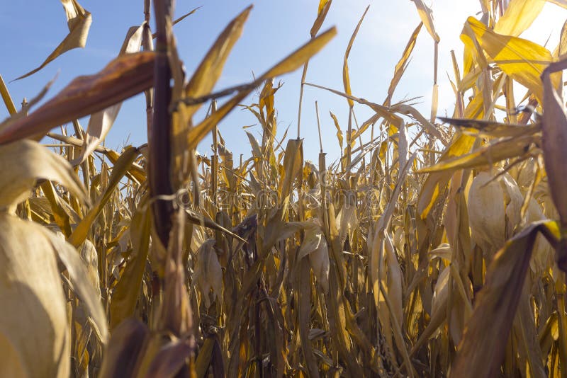 Ripe corn harvest stock image. Image of grain, food, brown - 61058741