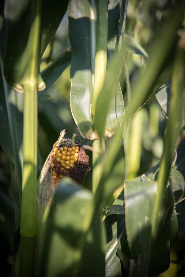 Cultivation of Corn on a Field, Agriculture Stock Photo - Image of ...
