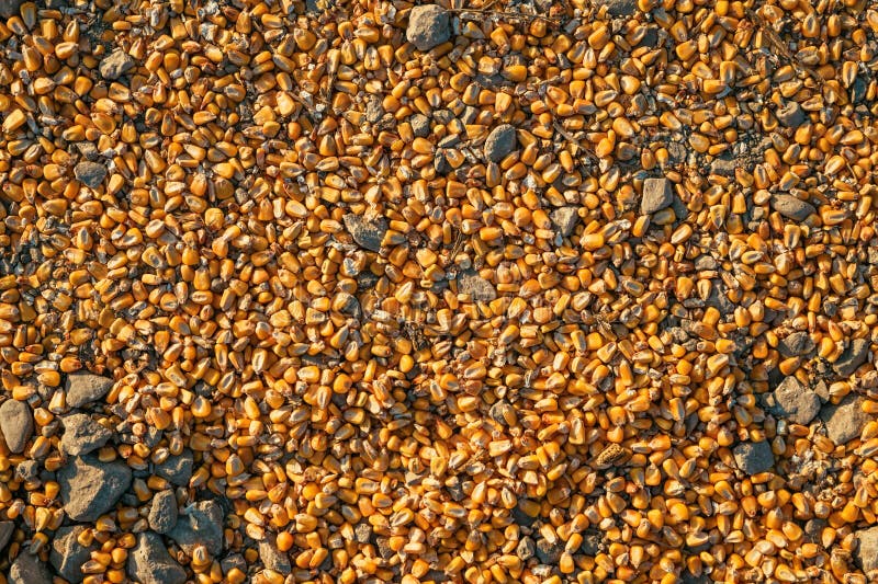 Ripe Corn Kernel Seed Spilled on the Ground after Harvest Stock Photo ...