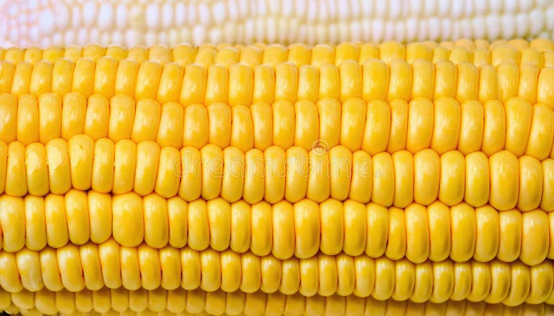 Ripe Corn Kernel Texture stock illustration. Illustration of natural ...