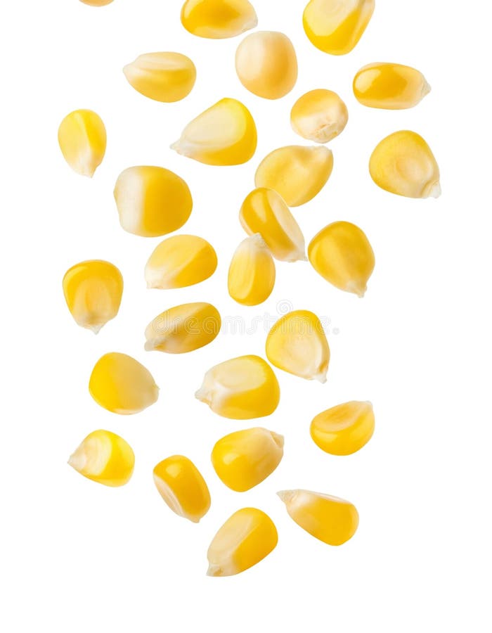 Ripe Corn Kernels Falling Against a Transparent Background, with ...