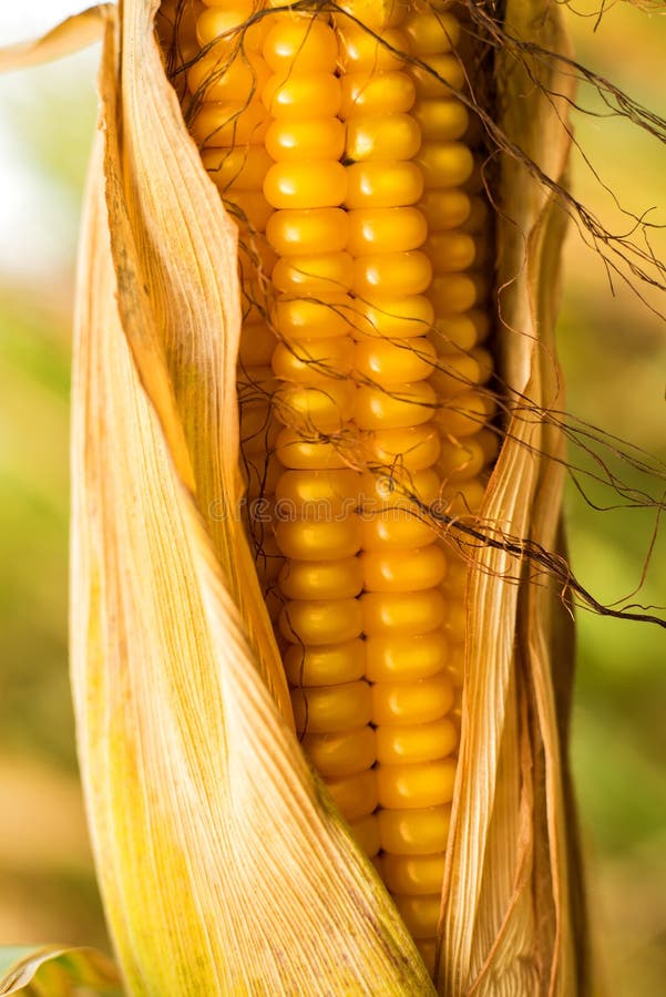 Ripe corn with peel stock photo. Image of peel, kernels - 34773066