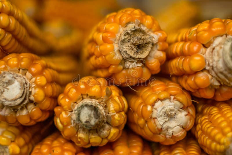 Ripe corn stock photo. Image of flat, crop, farm, agrarian - 64711790
