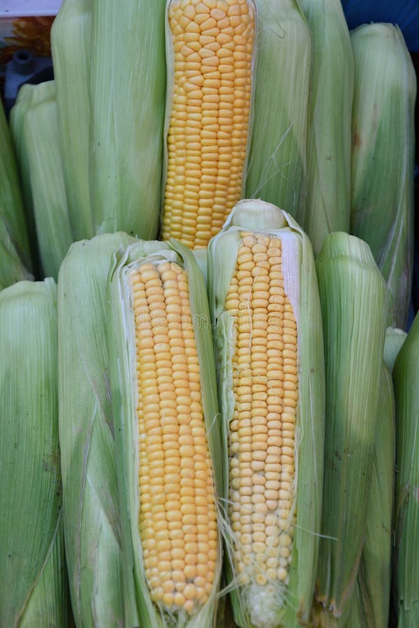 Ripe Corn is Sold at the Bazaar Stock Photo - Image of corn, harvest ...