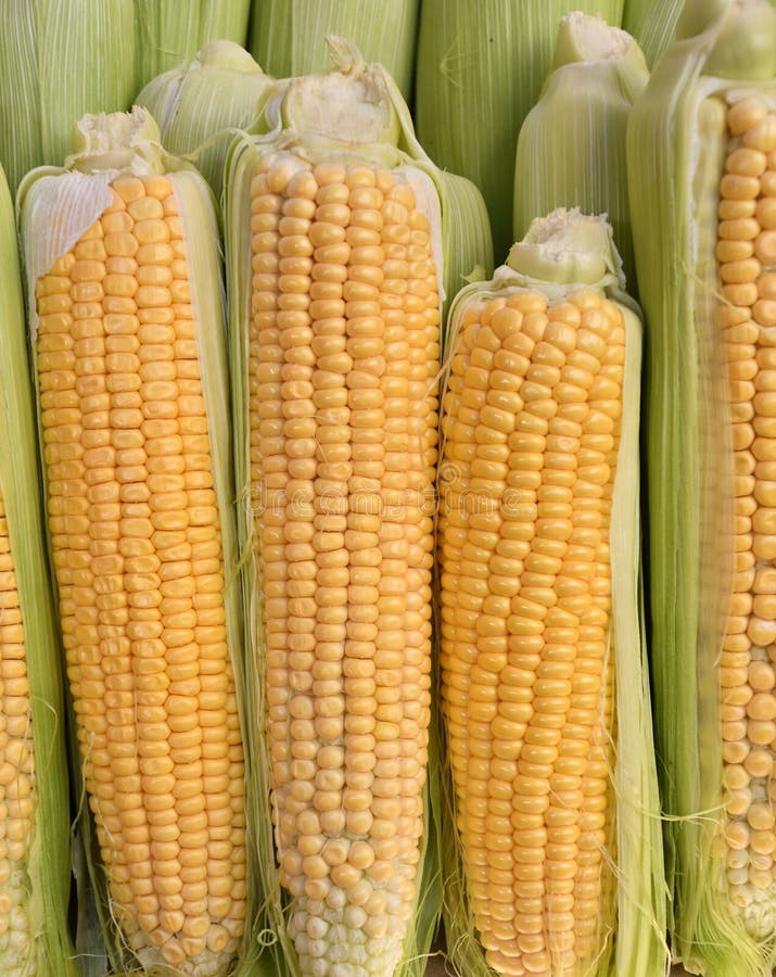 Ripe Corn is Sold at the Bazaar Stock Photo - Image of ingredient, food ...