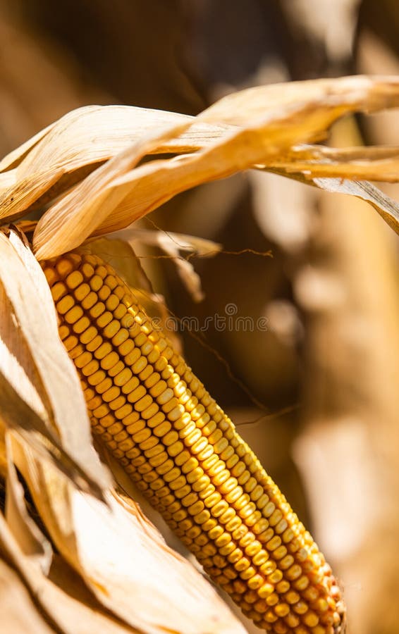 Ripe Corn on Stalk in Field before Harvest Stock Image - Image of grain ...