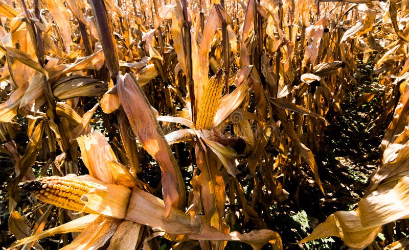 Ripe Corn on Stalk in Field before Harvest Stock Photo - Image of stalk ...