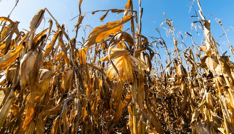Ripe Corn on Stalk in Field before Harvest Stock Image - Image of ripe ...