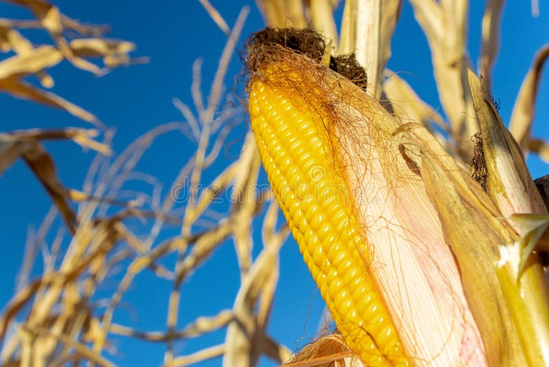 A Ripe Corn on Withered Stalks with Blue Sky Stock Image - Image of ...