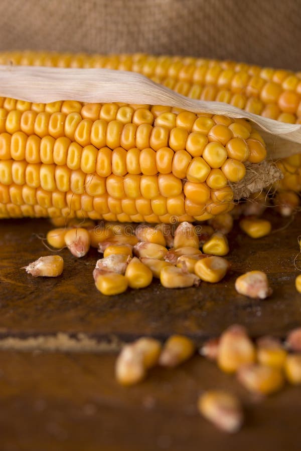 Ripe corn stock image. Image of farmer, close, delicacy - 46544129