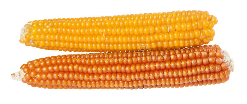 Ripe Corn Yellow Two Pair on White Stock Photo - Image of nutrition ...